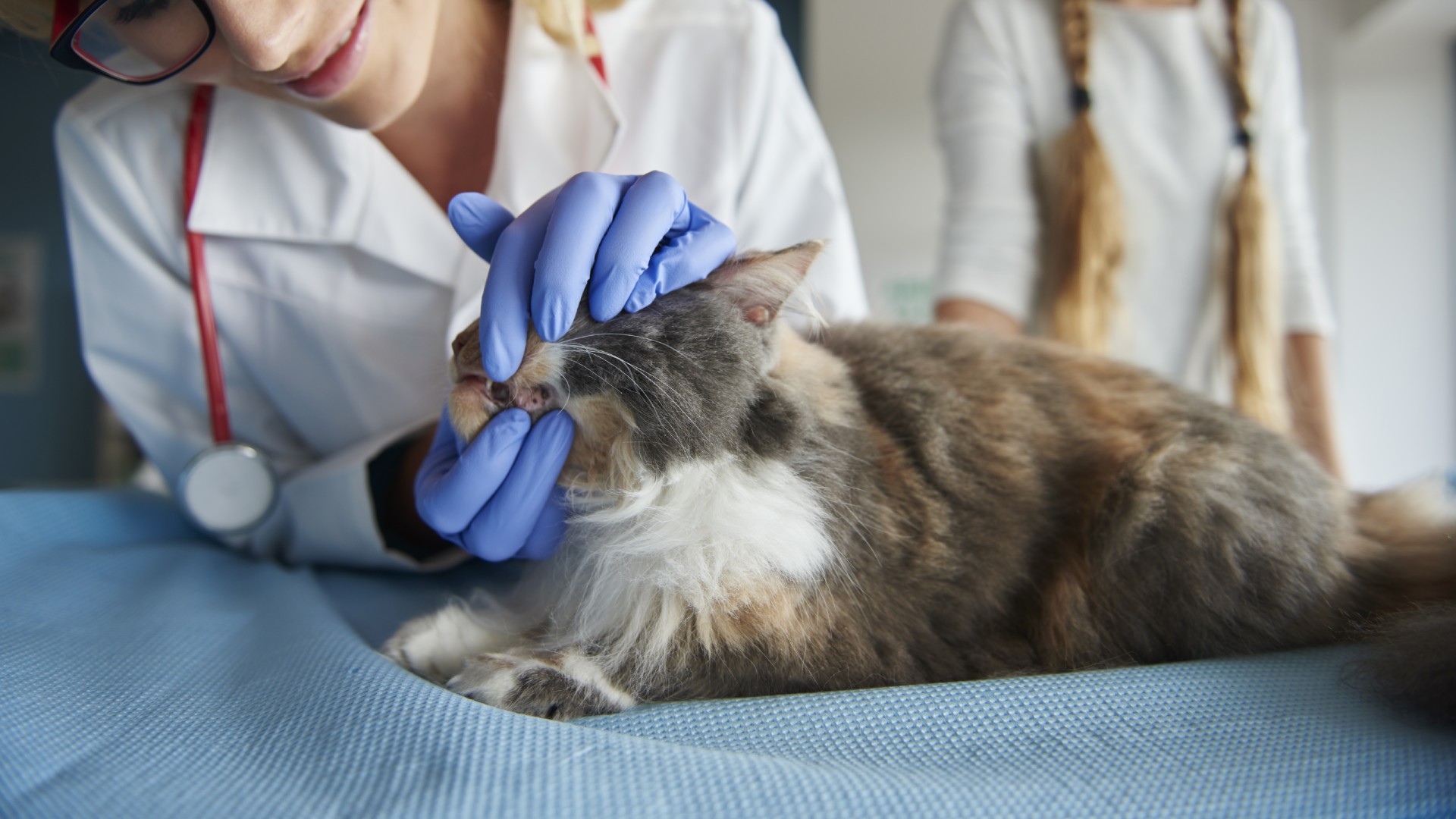 Pet Teeth Cleaning And Dental In Boulder Creek, CA 95006 | Boulder ...